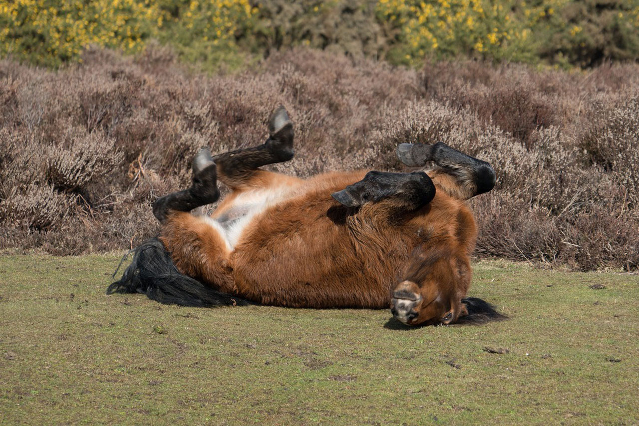 Les activités du cheval à l'état naturel - Petit Galop
