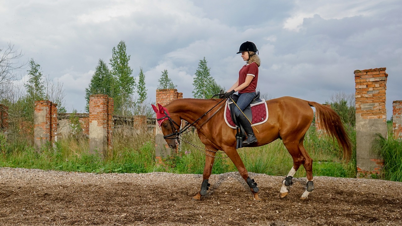 Quelles couleurs pour un cheval alezan ? - Petit Galop