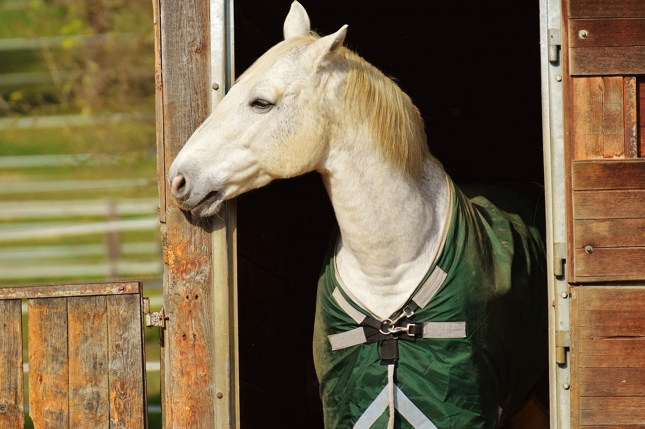 Quelles couleurs pour un cheval gris ? - Petit Galop