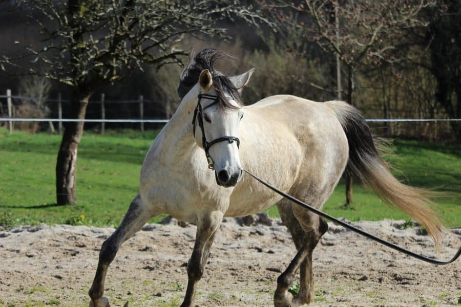 Comment longer un cheval ? - Petit Galop