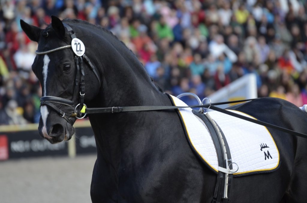 Quiz Galop 7 : révise la théorie - Petit Galop