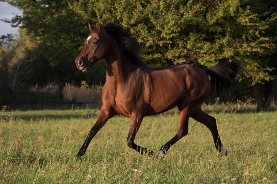 Le mécanisme du pas et du trot - Petit Galop
