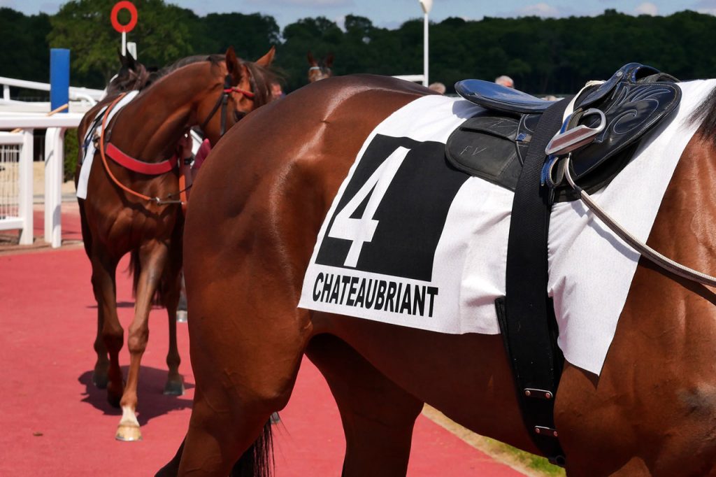 Les métiers du cheval : les courses - Petit Galop