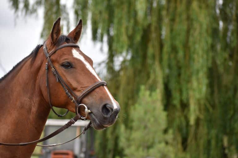 Les mors de filet - Petit Galop