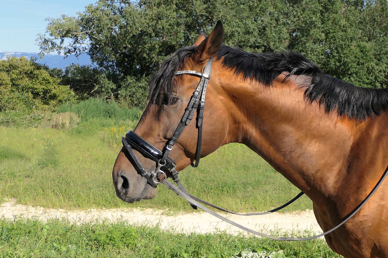 Les mors de filet - Petit Galop