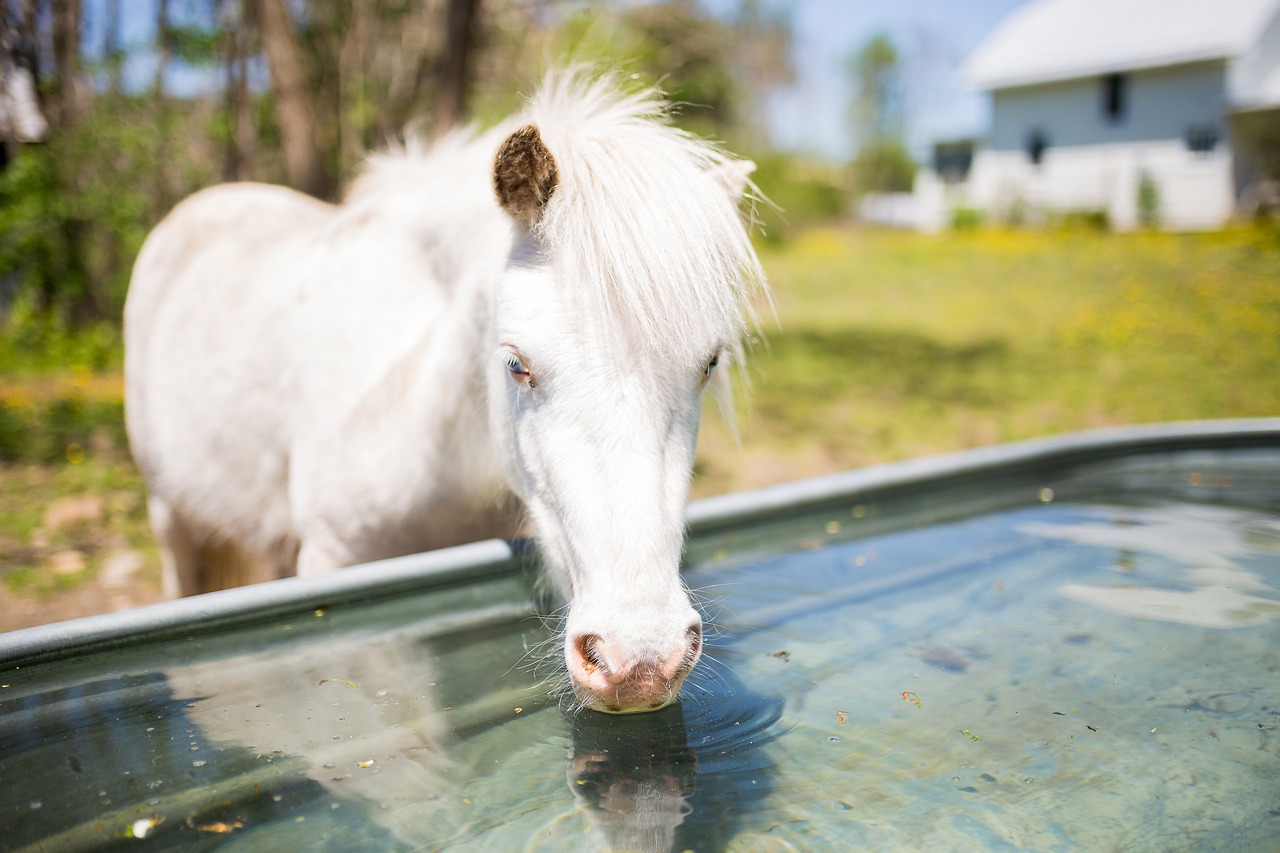 Les 13 robes de base du cheval - Petit Galop