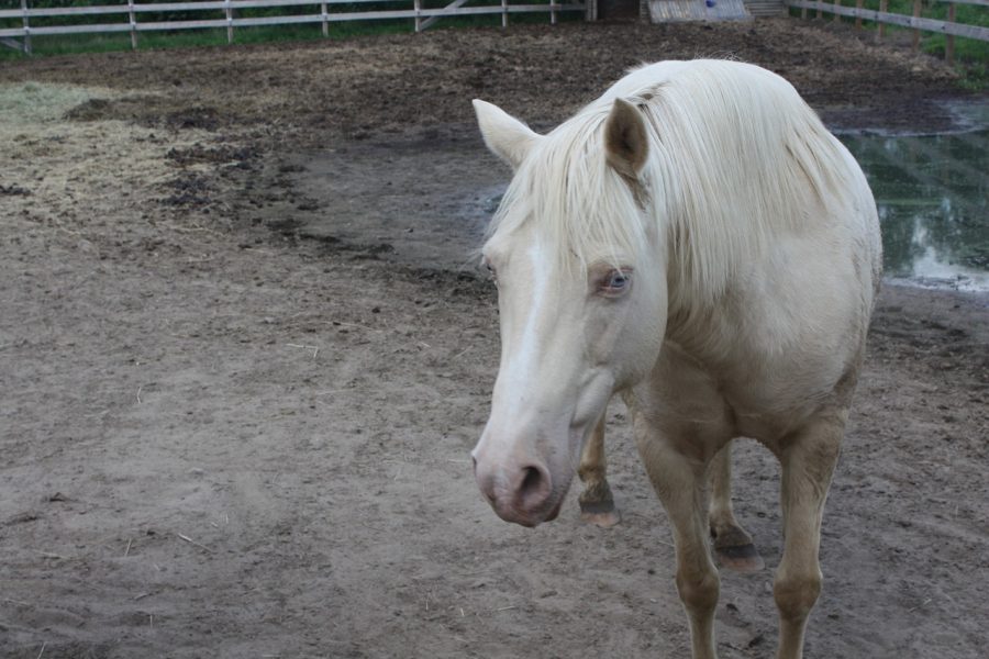 Les 13 robes de base du cheval - Petit Galop