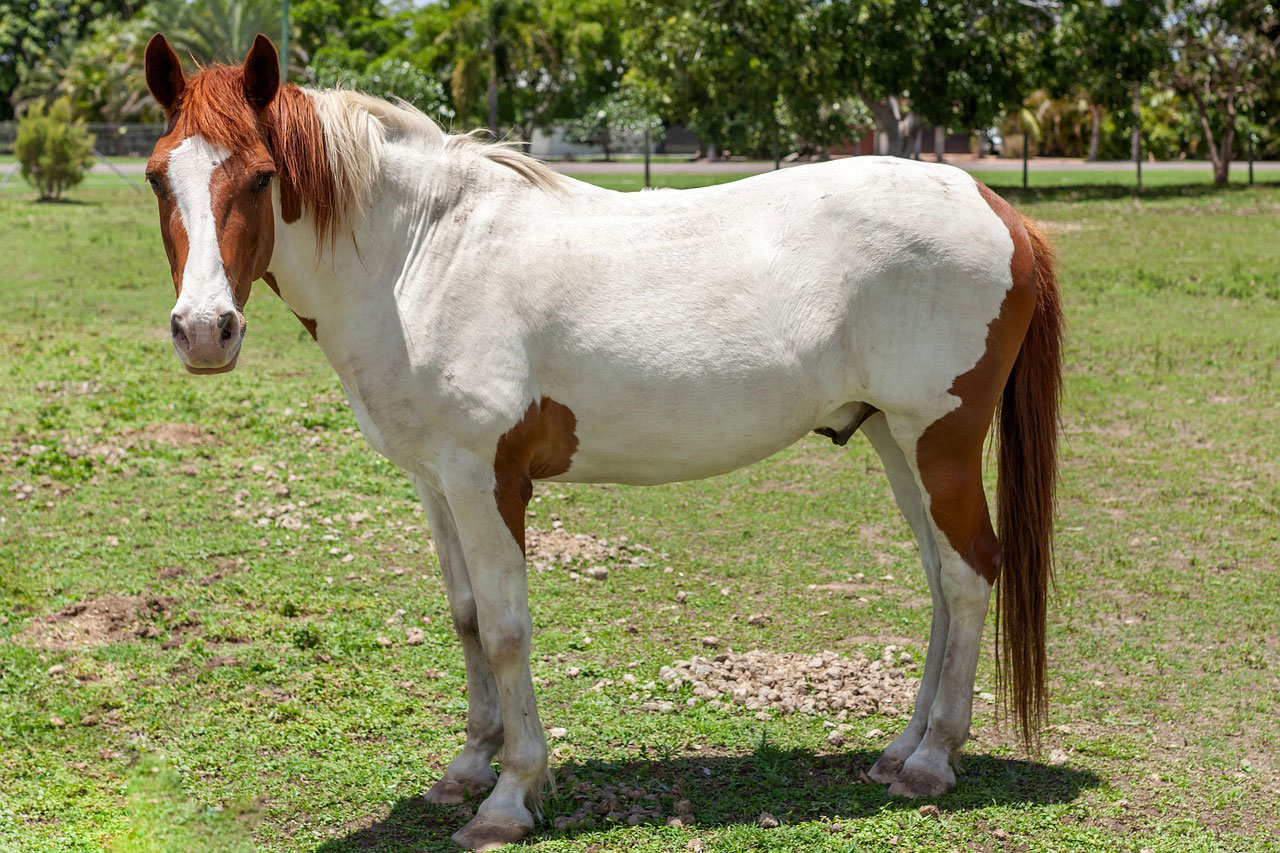 3 étapes pour identifier la robe d'un cheval - Petit Galop
