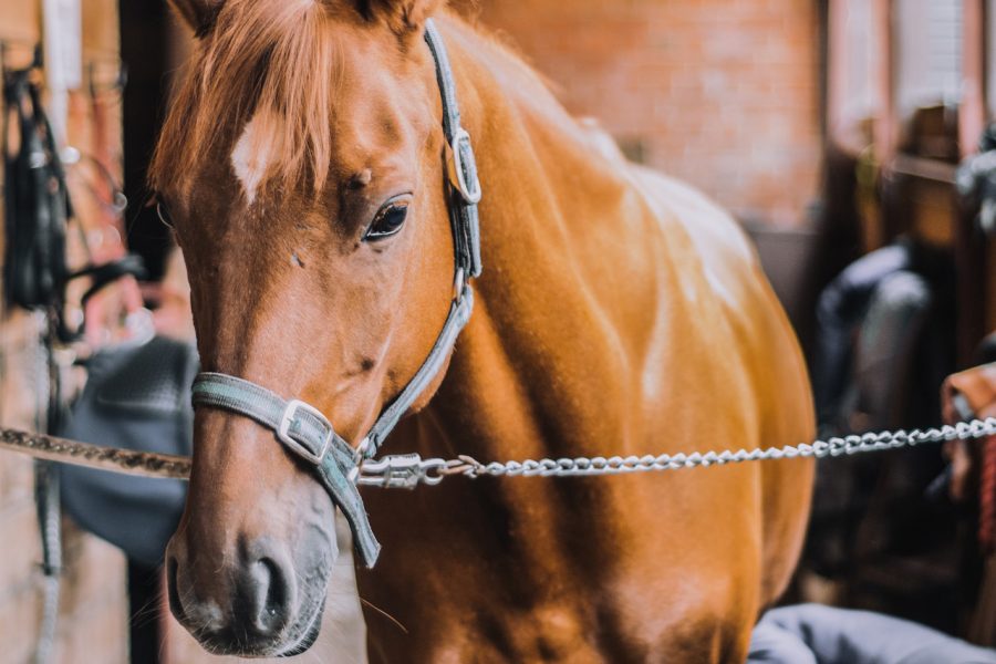 Les soins du cheval après le travail - Petit Galop