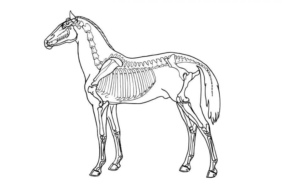 Le squelette du cheval - Petit Galop