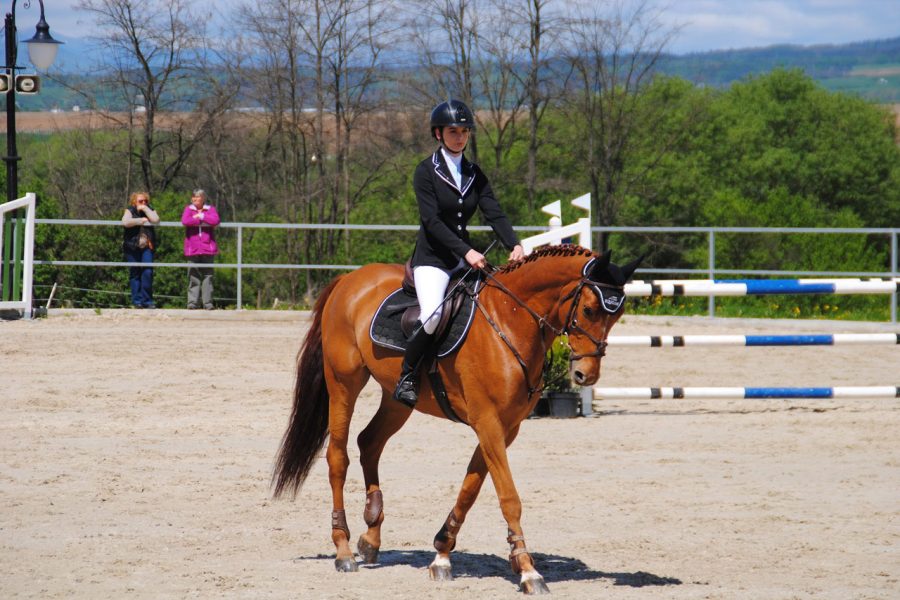 Le CSO : le Concours de Saut d'Obstacles - Petit Galop
