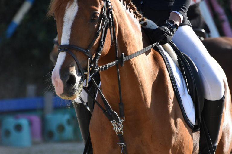 Les enrênements du cheval - Petit Galop