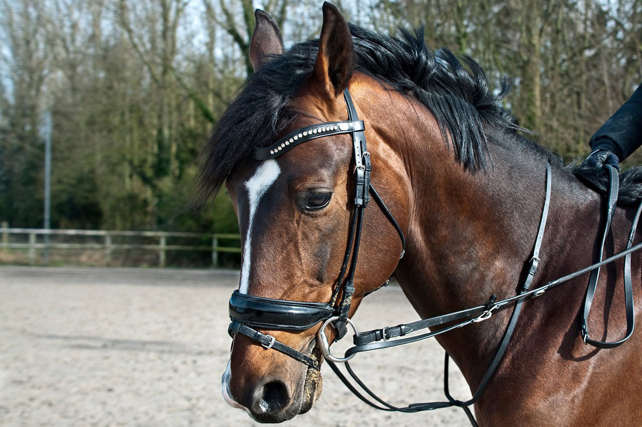 Les enrênements du cheval - Petit Galop