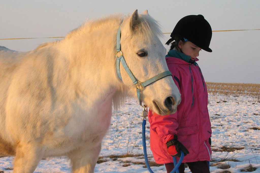 Quiz Poney d'Or : révise la théorie - Petit Galop