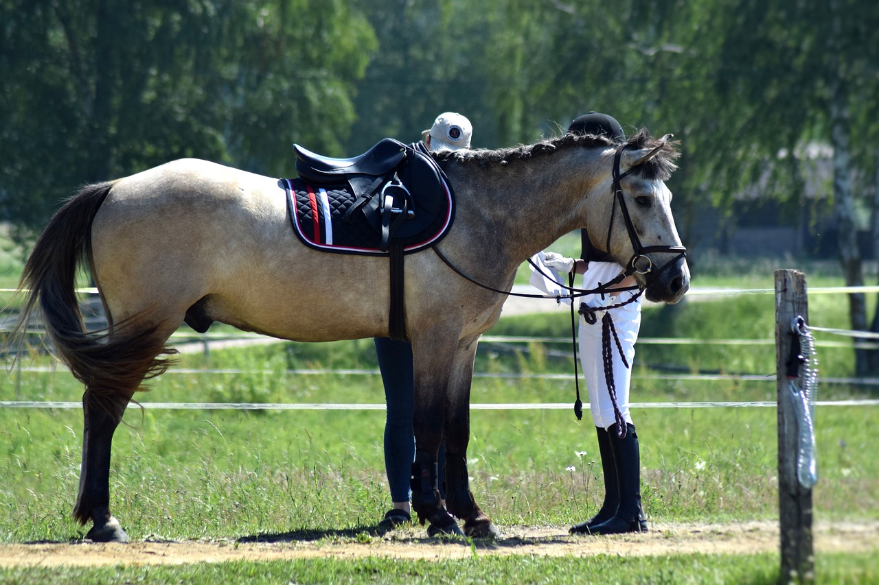 Quelles couleurs choisir pour un cheval isabelle ? - Petit Galop