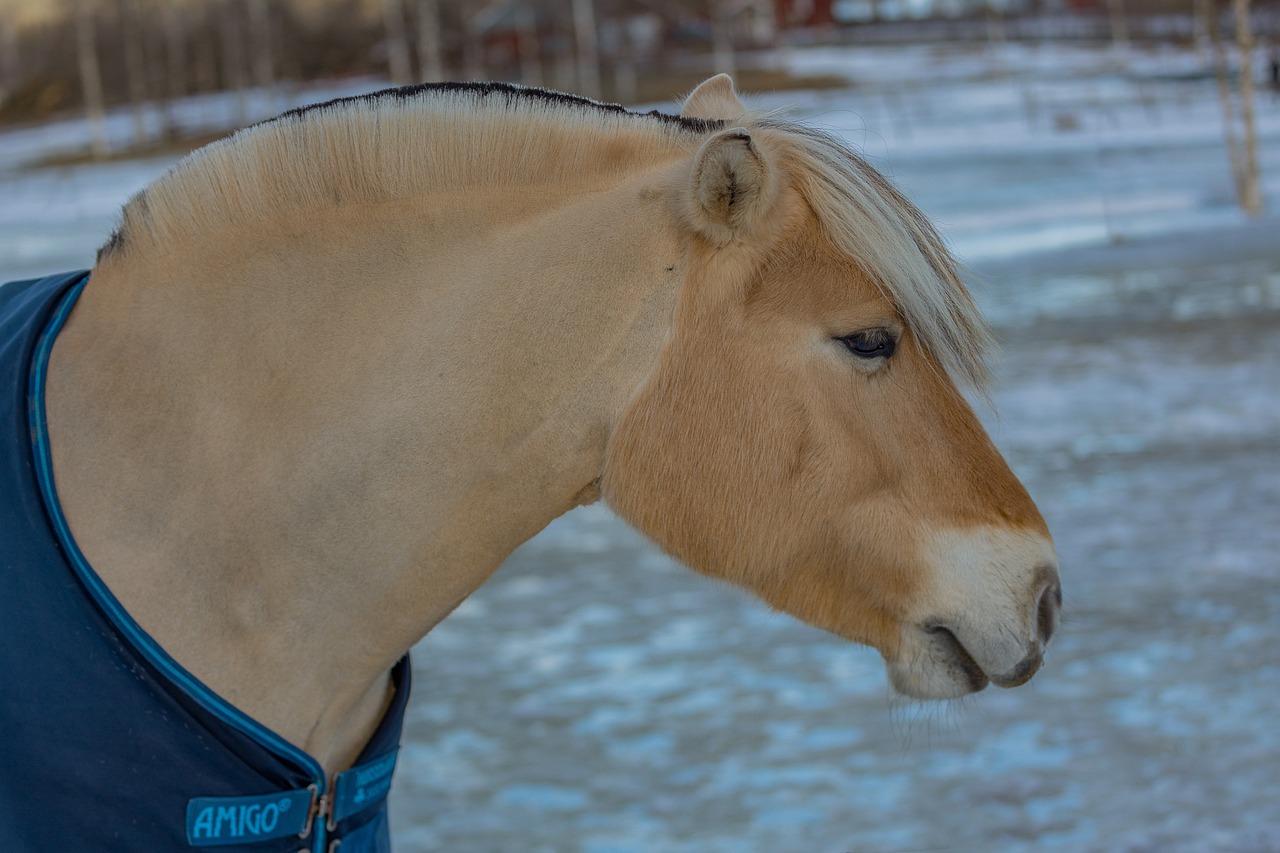 Quelles couleurs choisir pour un cheval isabelle ? - Petit Galop