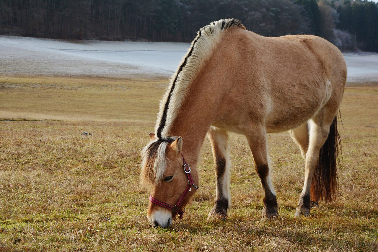 Quelles couleurs choisir pour un cheval isabelle ? - Petit Galop