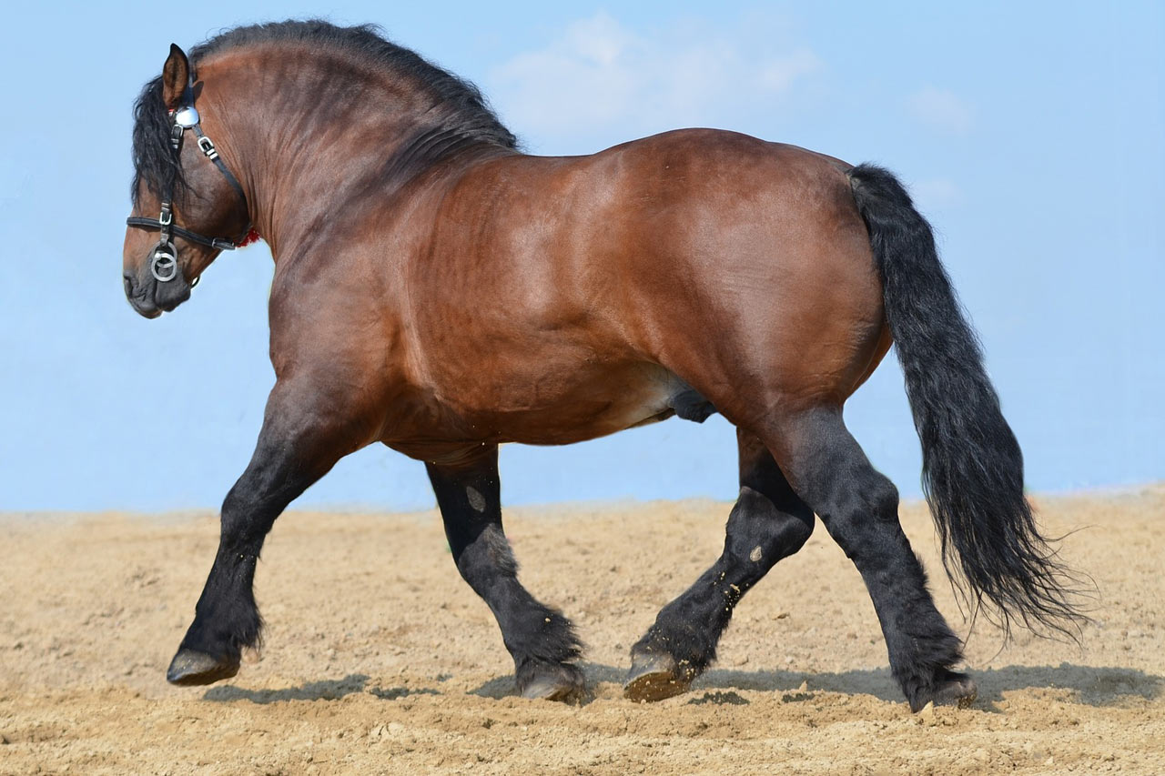 L'histoire et l'évolution du cheval - Petit Galop