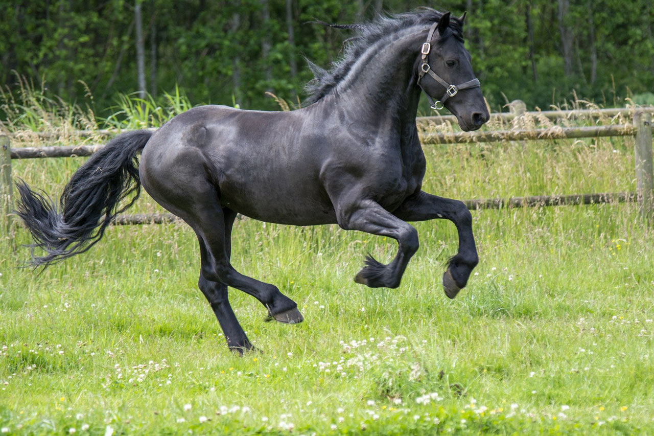Les races de chevaux - Petit Galop