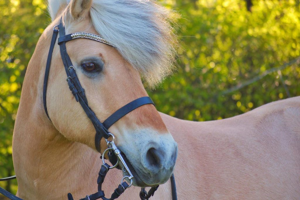 Comment entretenir un filet ? - Petit Galop