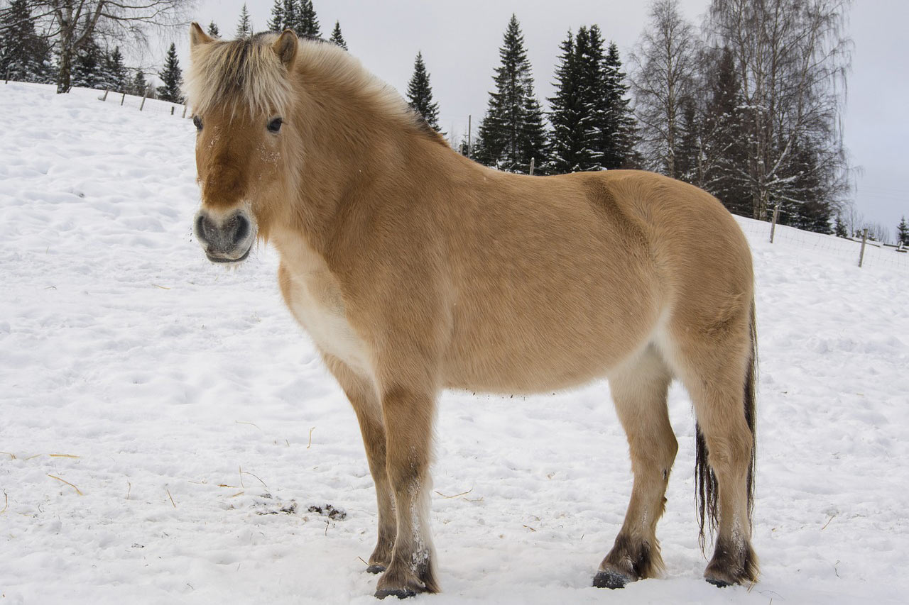 Les races de poneys - Petit Galop