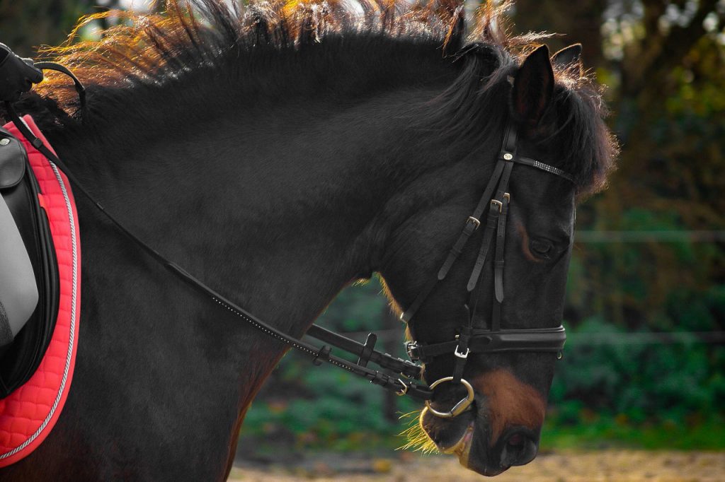 Galop 3 - Conseils - Petit Galop