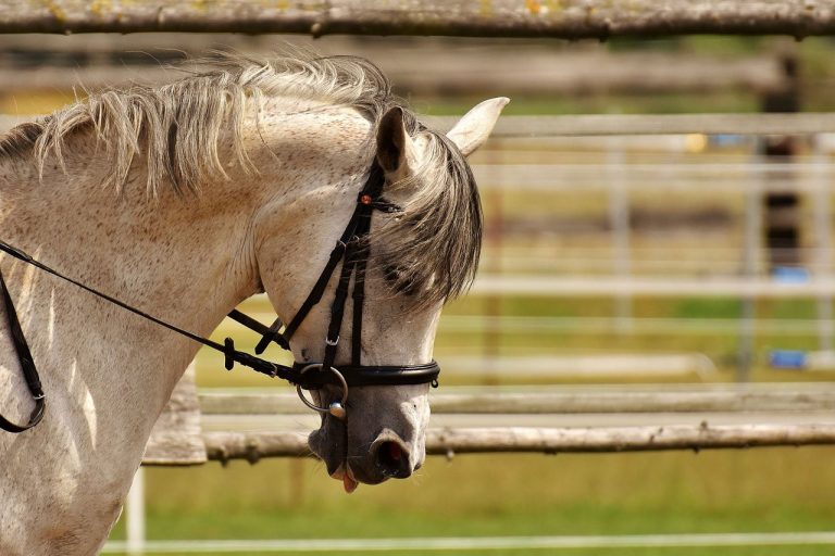 La reprise de dressage Galop 4 - Petit Galop