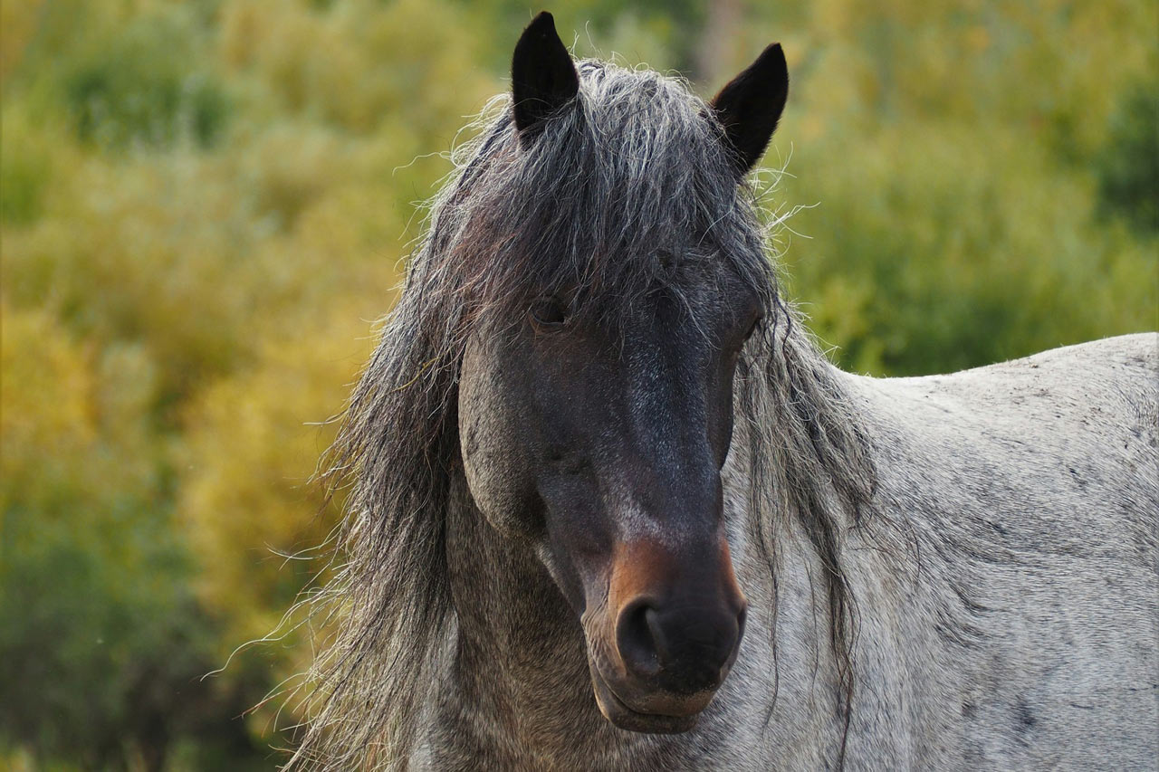 Les adjonctions de la robe du cheval - Petit Galop