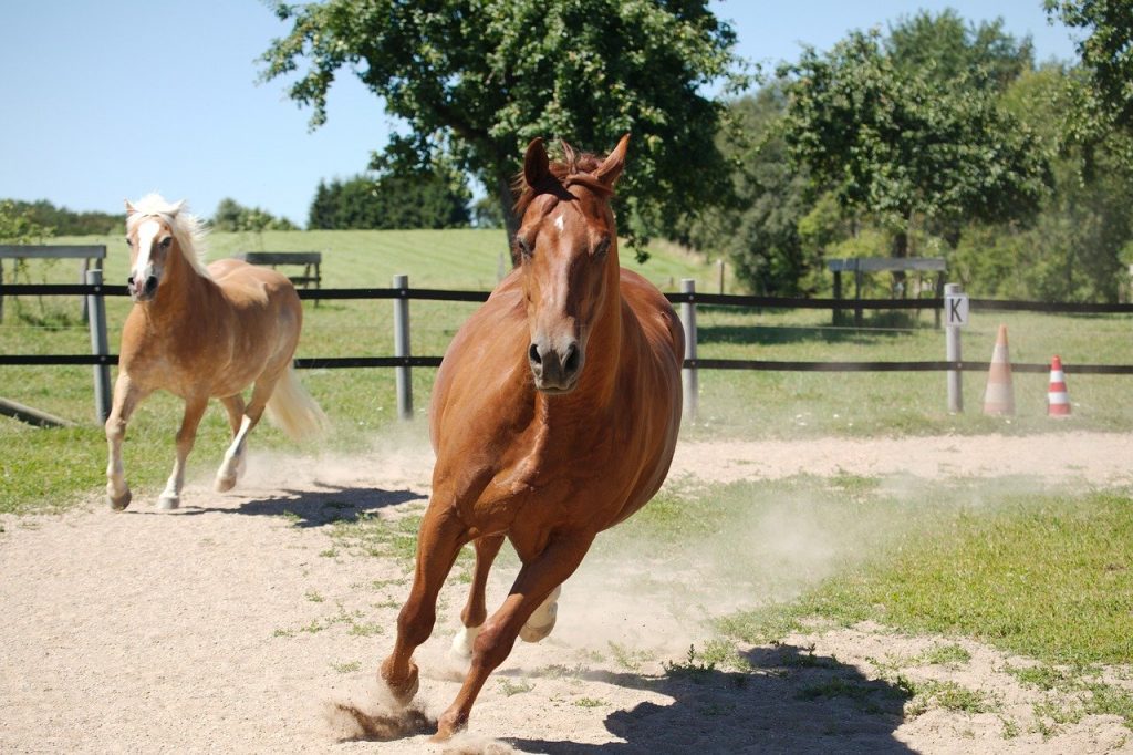 Les 3 allures du cheval - Petit Galop