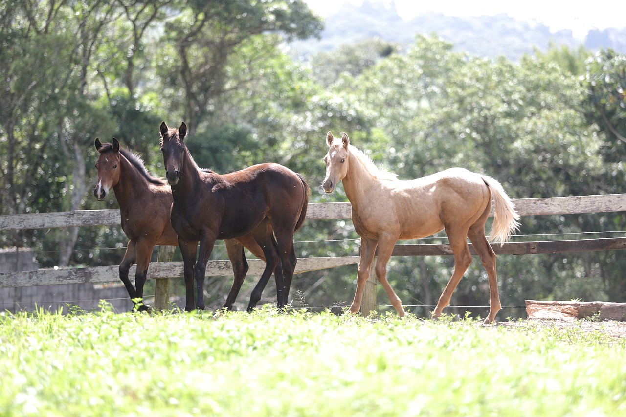 Les attitudes du cheval - Petit Galop