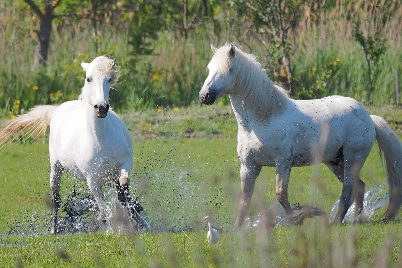 Les races de chevaux - Petit Galop