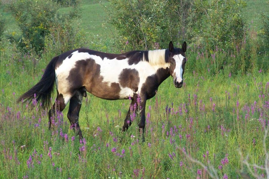 3 étapes pour identifier la robe d'un cheval - Petit Galop