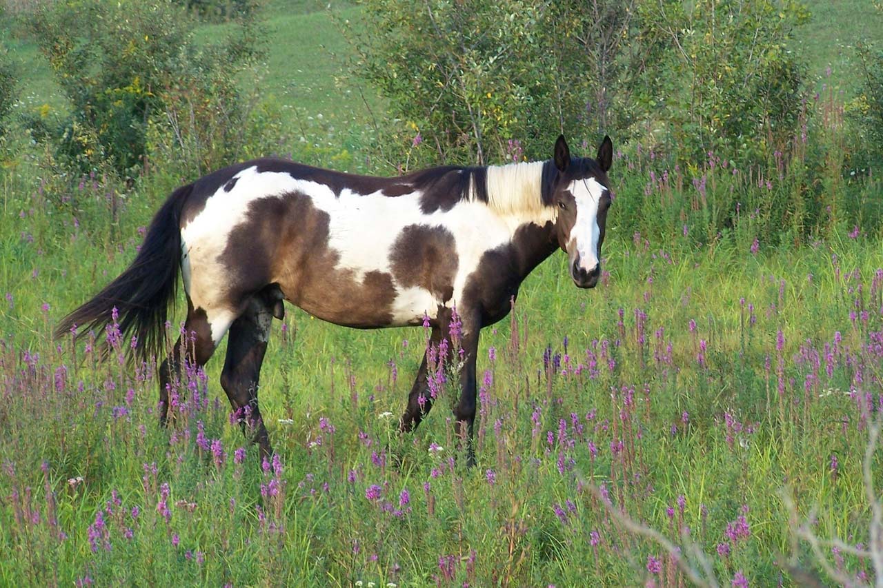 3 étapes pour identifier la robe d'un cheval - Petit Galop