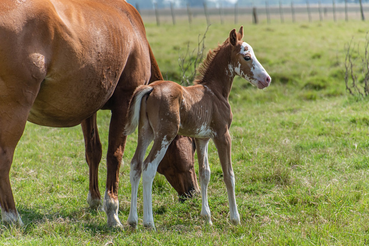 3 étapes pour identifier la robe d'un cheval - Petit Galop