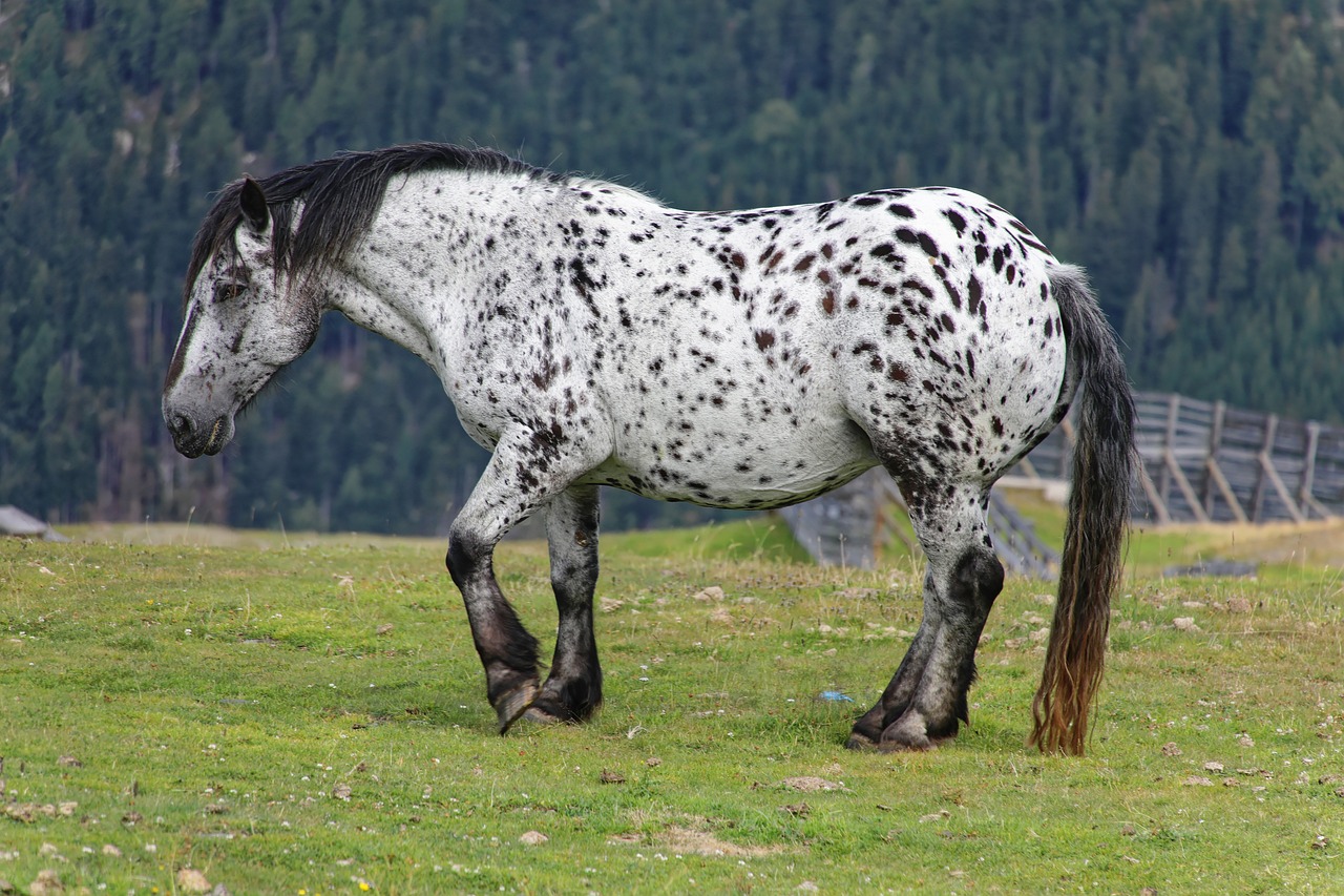 Comment identifier la robe d'un cheval ? - Petit Galop