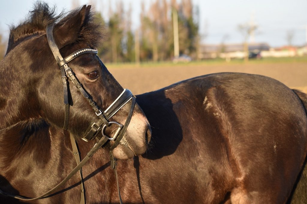 Comment mettre et enlever un filet ? - Petit Galop