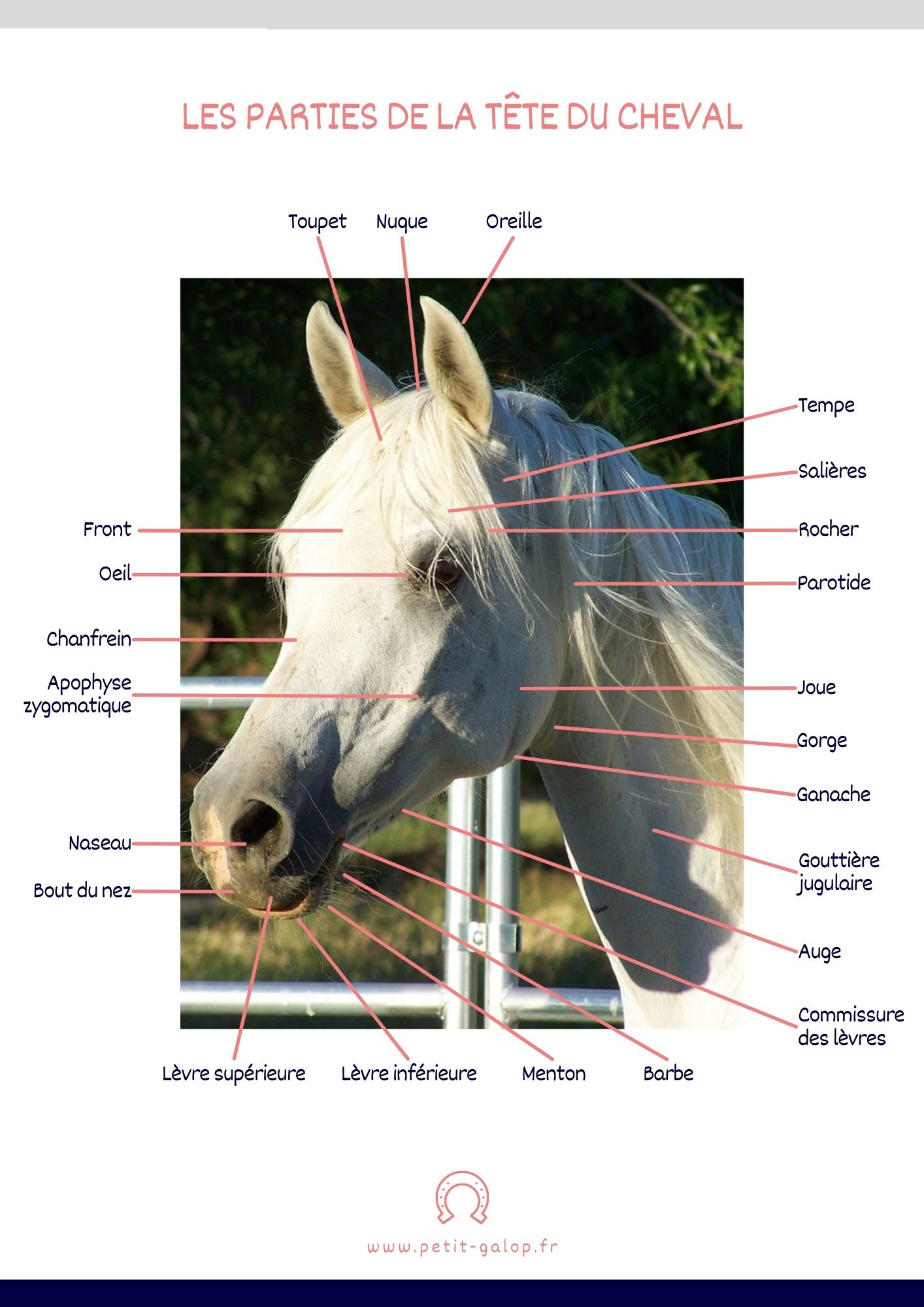 Les parties de la tête du cheval - Petit Galop