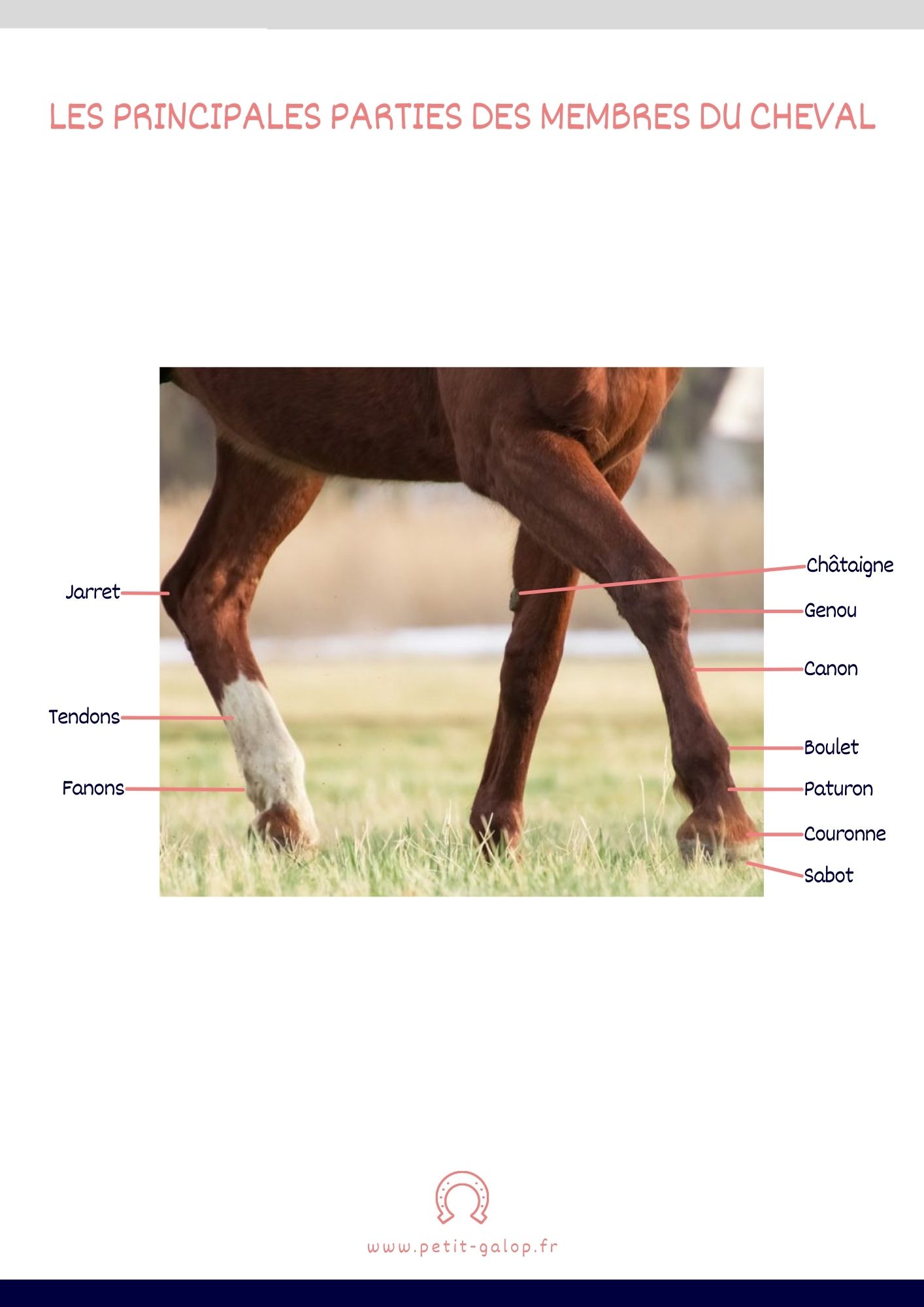 Les parties des membres du cheval - Petit Galop