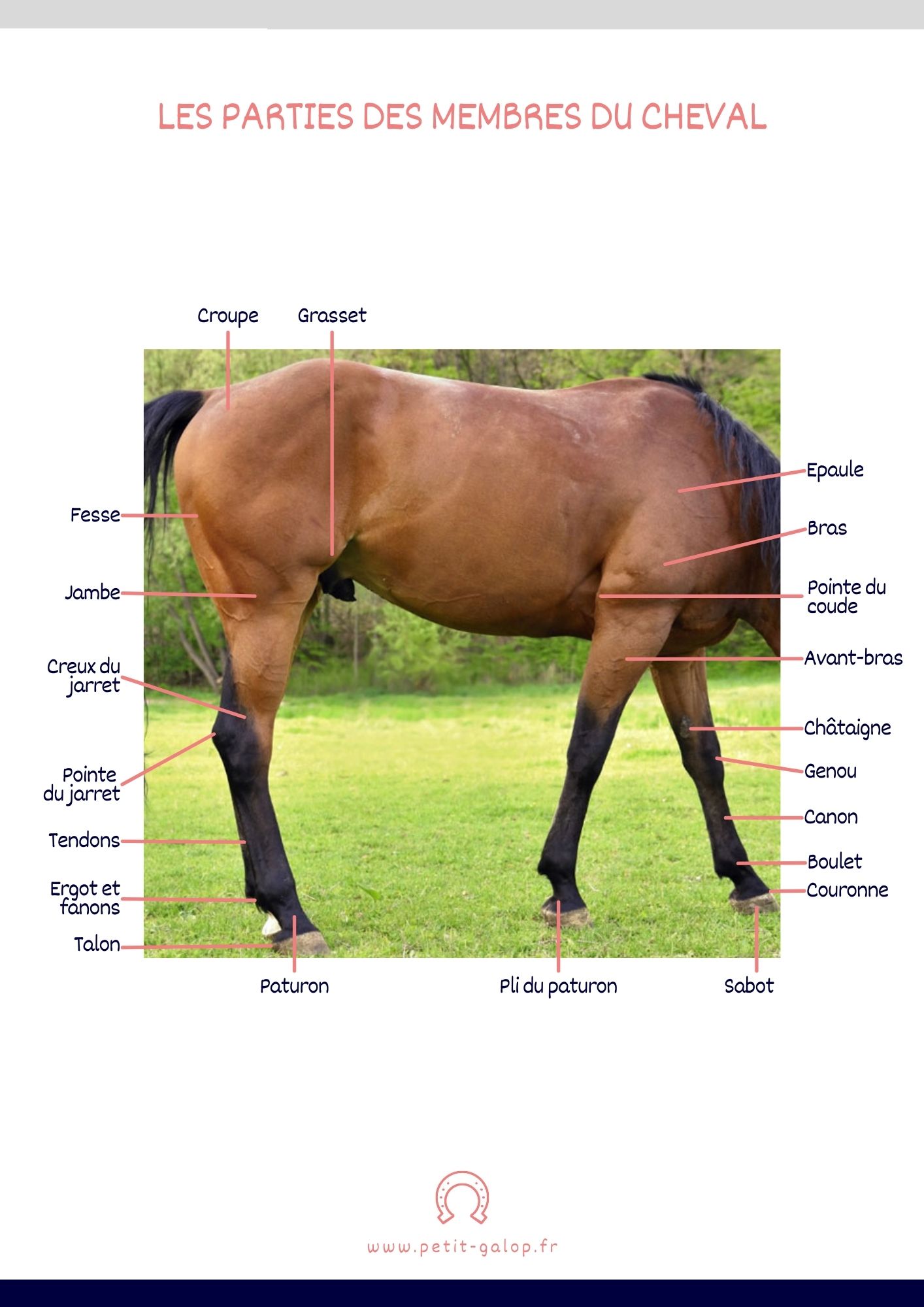 Les parties des membres du cheval - Petit Galop