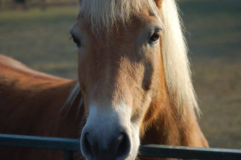 Les signes de maladie chez le cheval - Petit Galop