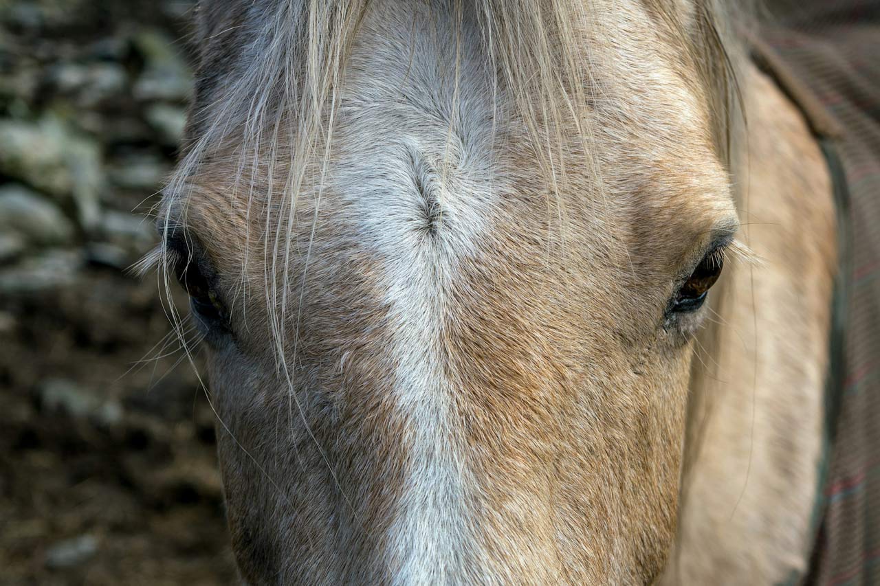 Les épis du cheval - Petit Galop