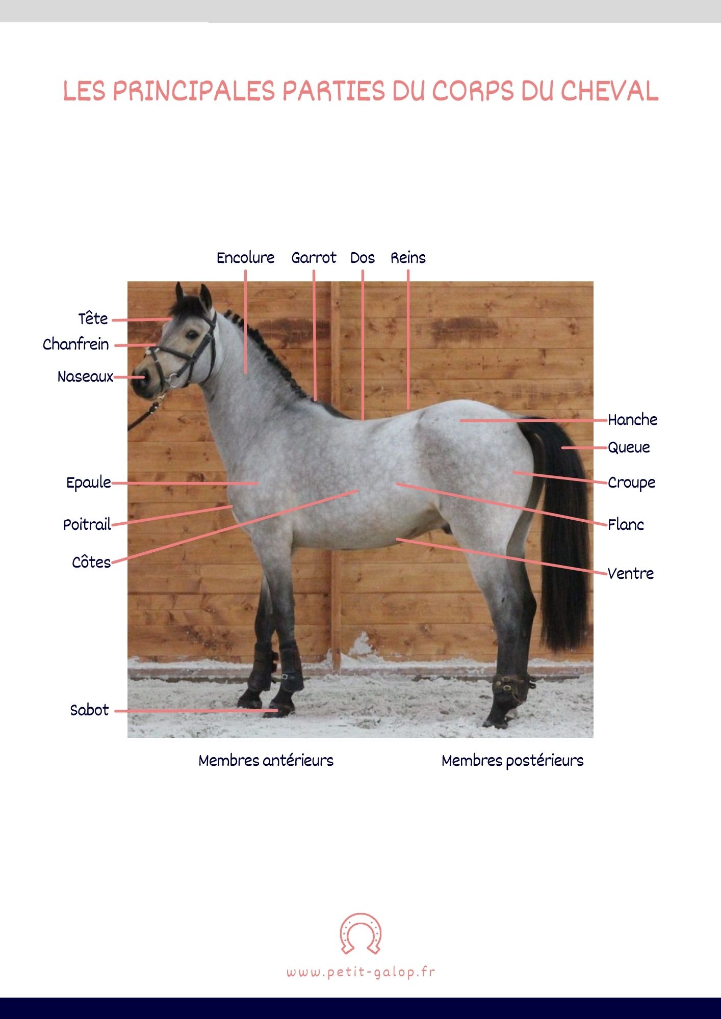 Les parties du corps du cheval - Petit Galop