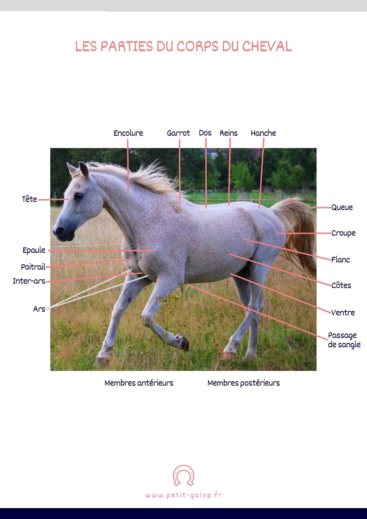 Les parties du corps du cheval - Petit Galop