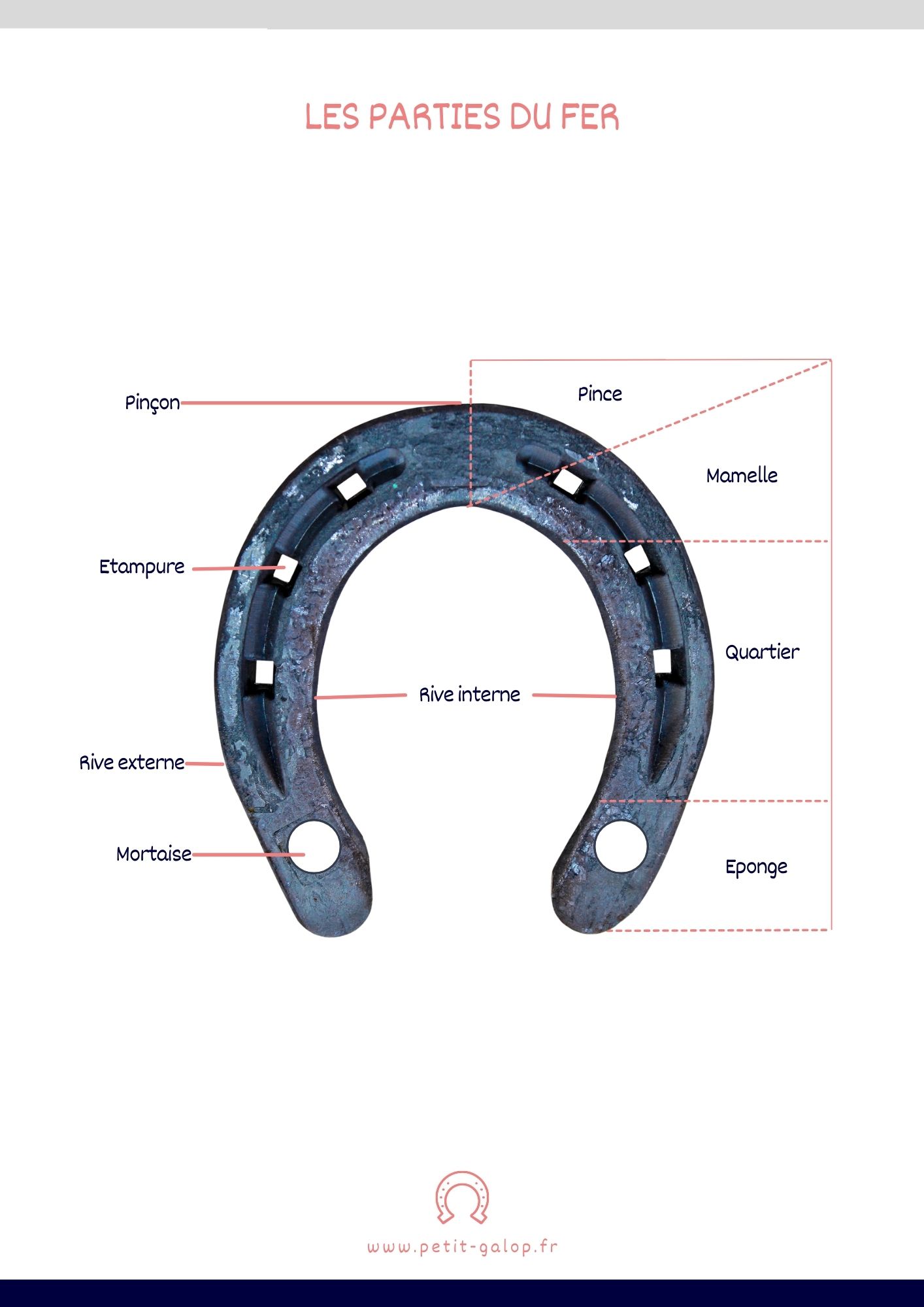 Les parties du fer du cheval - Petit Galop
