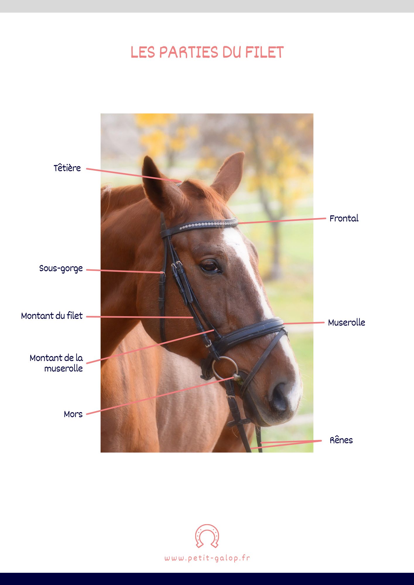 Les parties du filet - Petit Galop