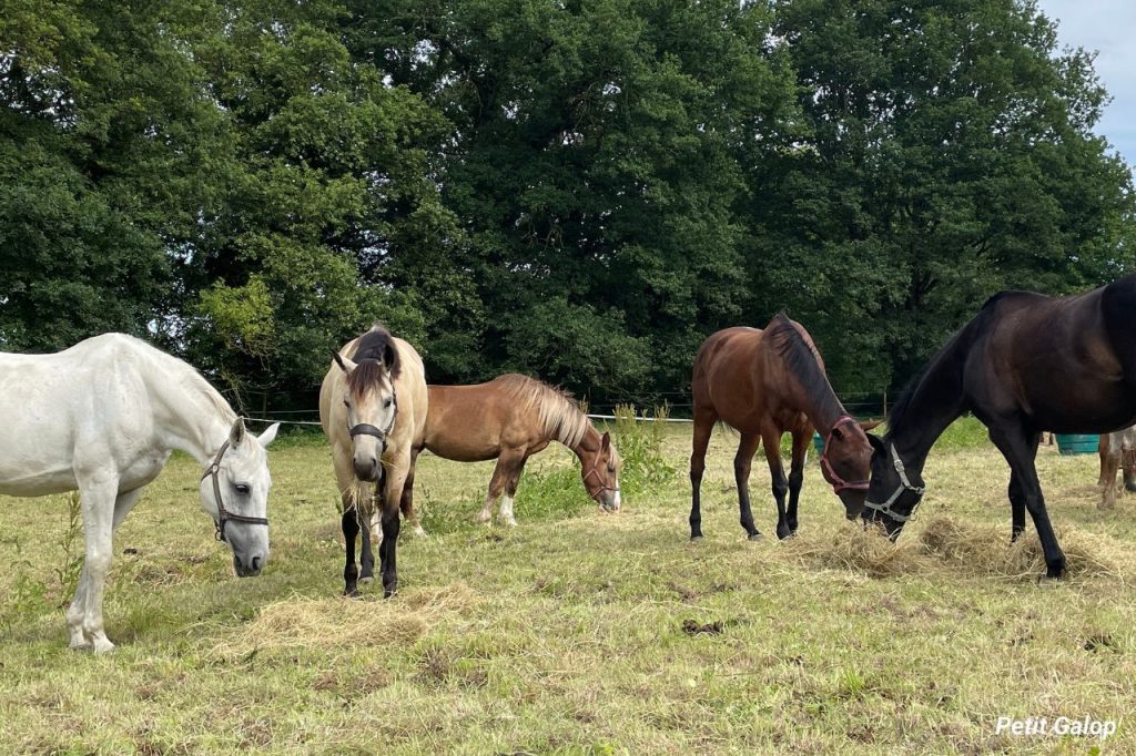 La vie des chevaux en groupe - Petit Galop