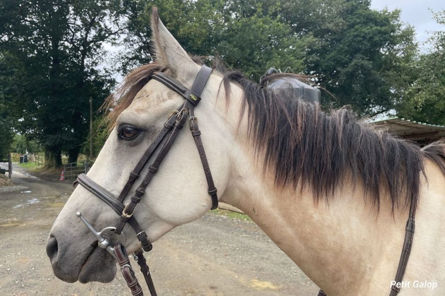 Le guide des tailles pour l'équipement du cheval - Petit Galop