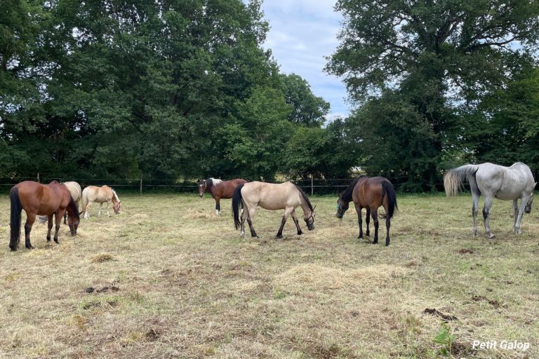 Les types de chevaux - Petit Galop