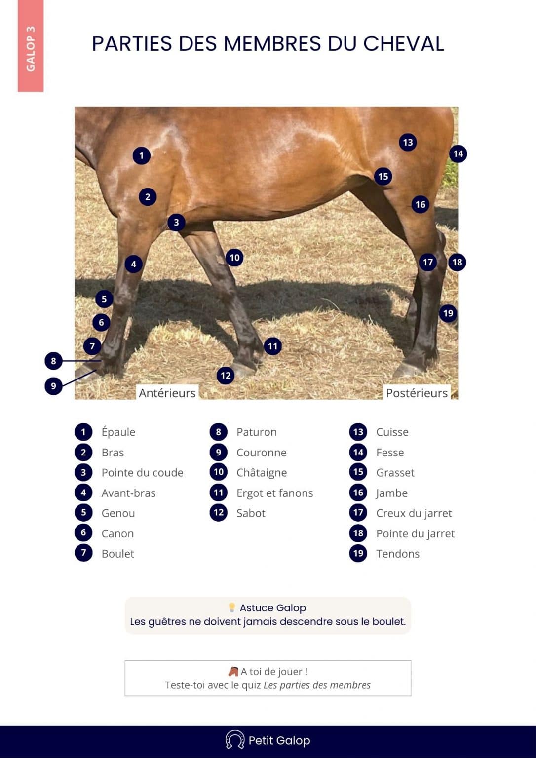 Les parties des membres du cheval - Petit Galop