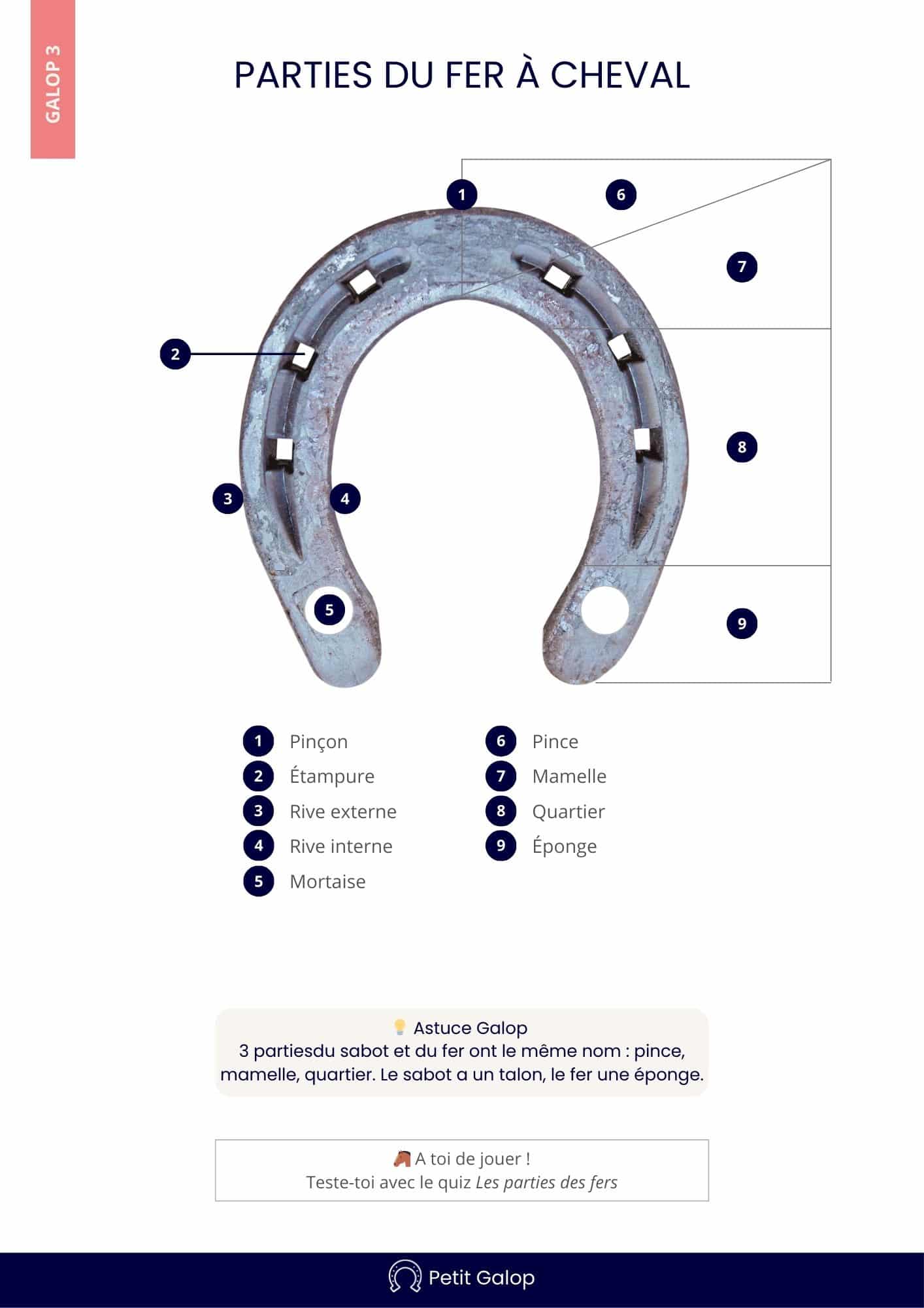 Les parties du fer du cheval - Petit Galop